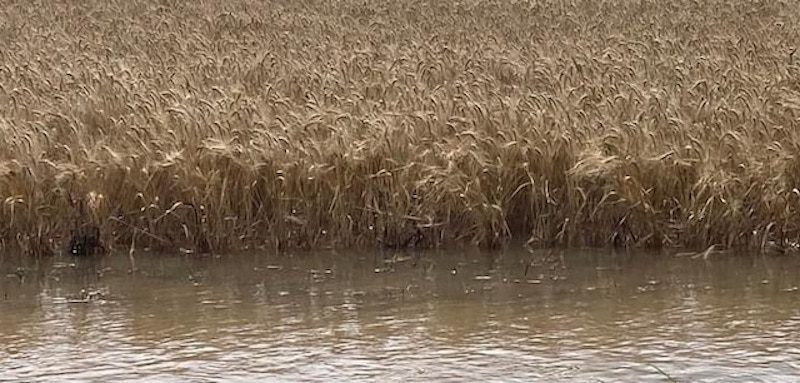 Flooding won't wash away a bumper year for farmers - New England Times