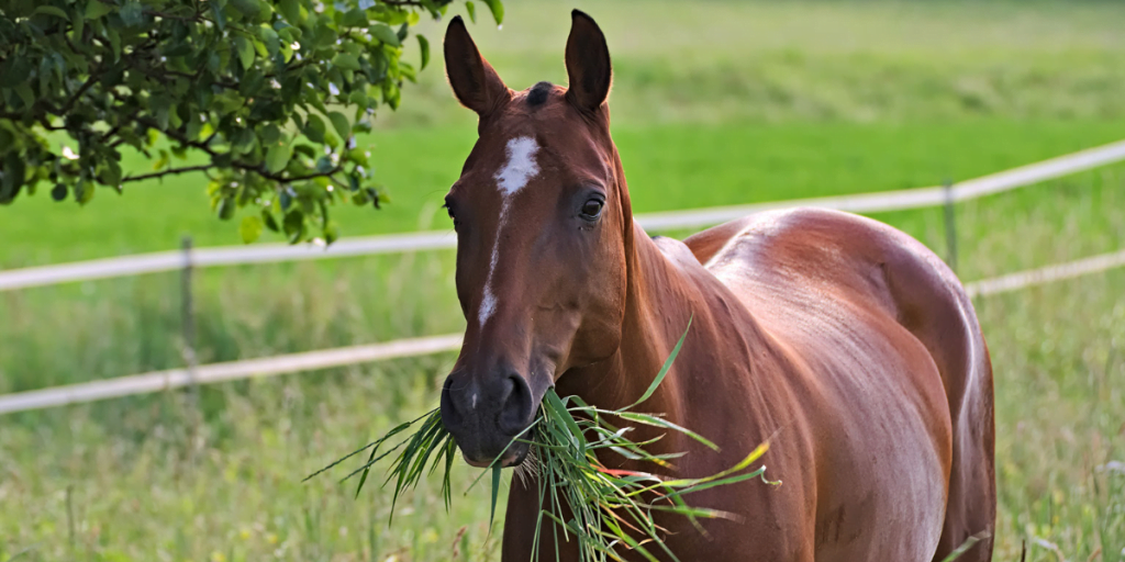 New England Times - Local News. Global Opinion.