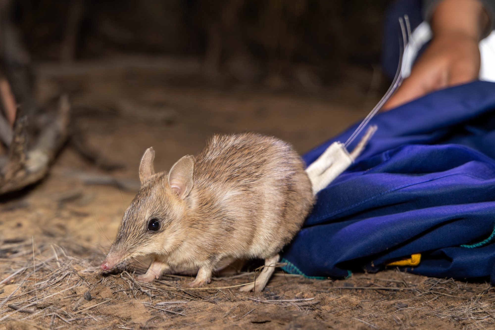 Bouncing back: Endangered bandicoot thrives in NSW after historic ...