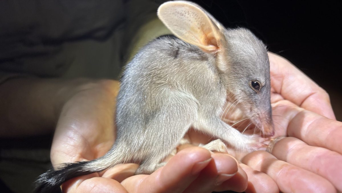 Pilliga’s Bilby population flourishing | New England Times