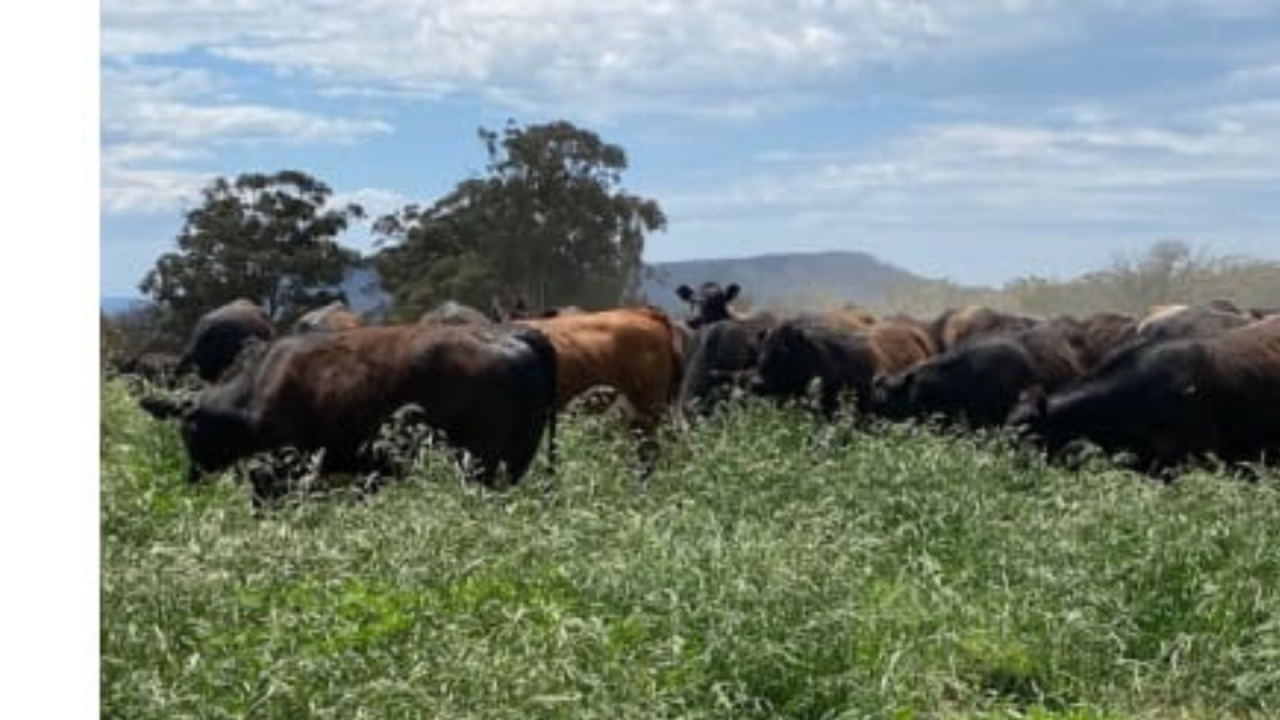 Soil Carbon Credits awarded to pioneering Walcha property | New England ...