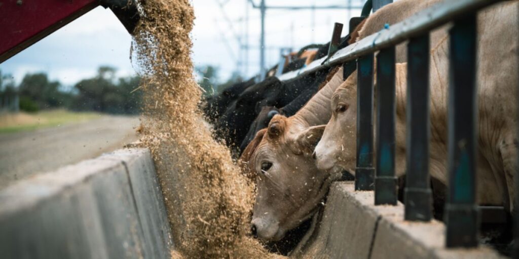 Financial year 2025 delivers historic highs for Australian beef, lamb ...