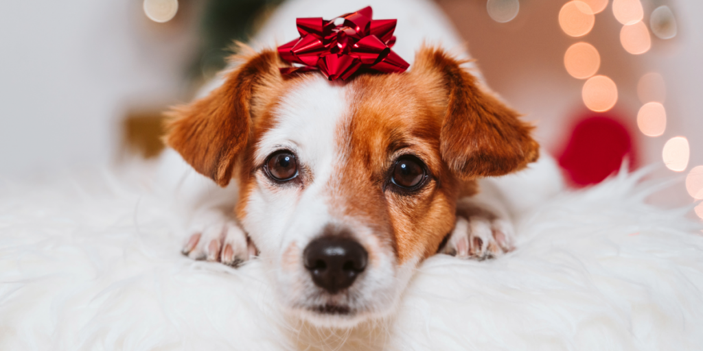 New England Times | Local News for the New England, pay wall free.