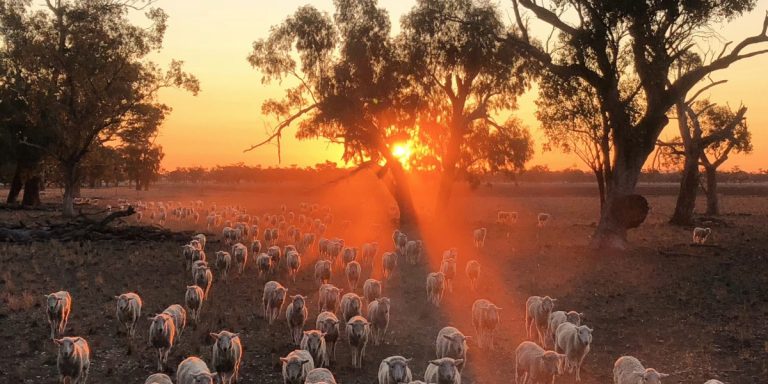 Sheep flock set to shrink as supply tightens in 2026 | New England Times