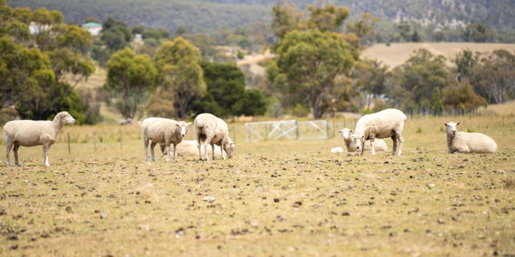 Producers urged to watch stock as green pick emerges | New England Times