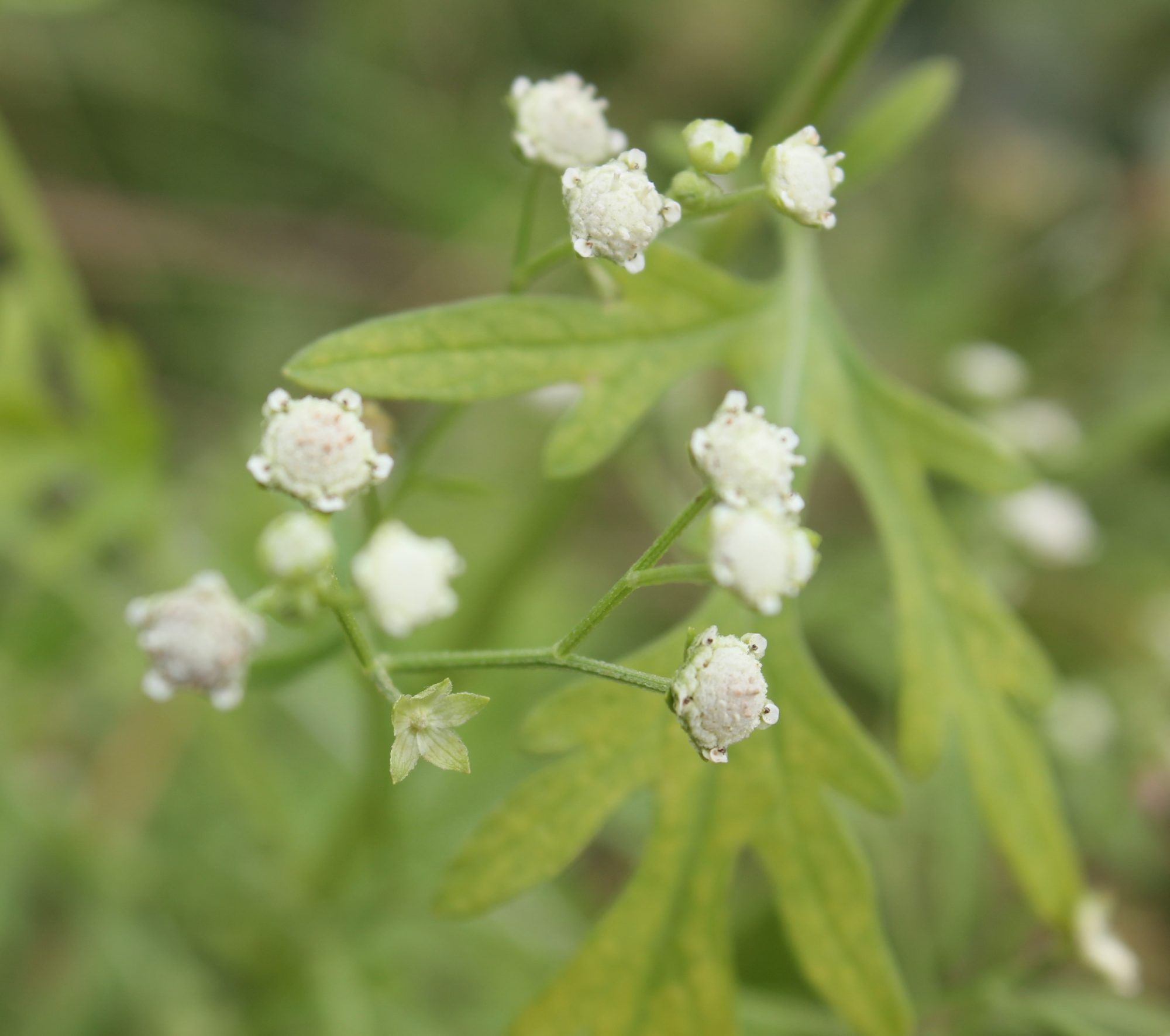 Keep your eyes peeled for Parthenium Weed | New England Times
