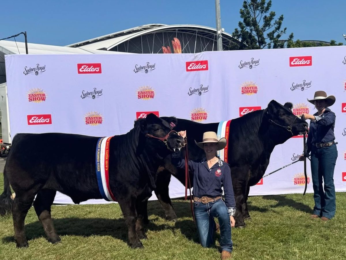 Calrossy cattle take out top prizes at Royal Easter Show | New England ...